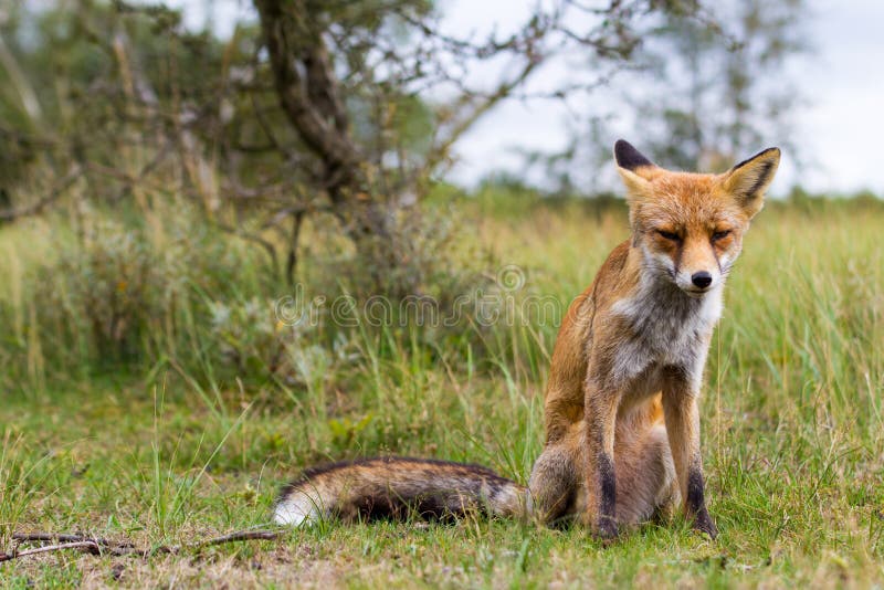 Growling Fox Stock Photos - Free & Royalty-Free Stock Photos from ...