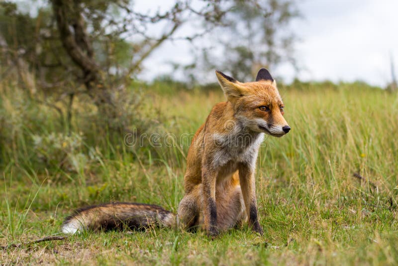 Growling Fox Stock Photos - Free & Royalty-Free Stock Photos from ...