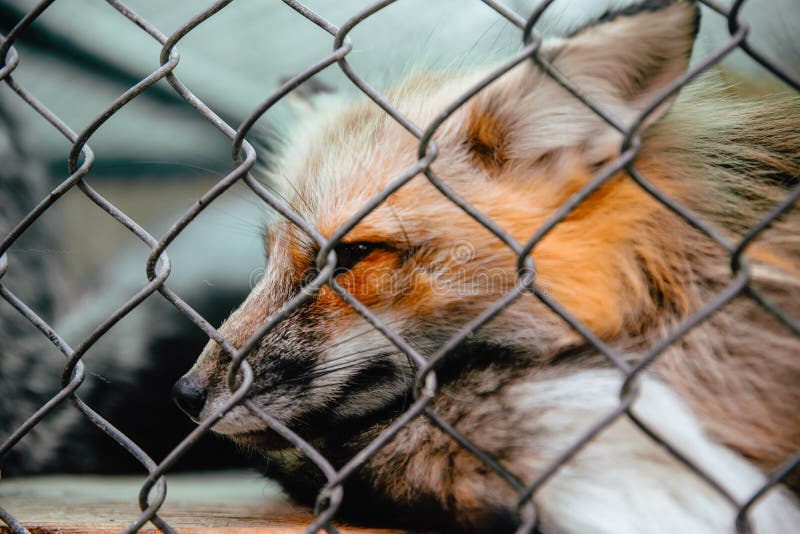 Fox behind the metal grid stock image. Image of muzzle - 147330541