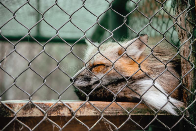 Fox behind the metal grid stock photo. Image of ears - 151640436
