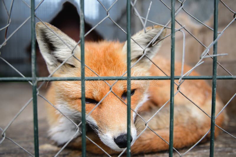 Fox behind the metal grid stock image. Image of mammal - 157424975