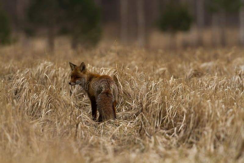 Fox from behind stock photo. Image of beast, hunt, outdoors - 120523506