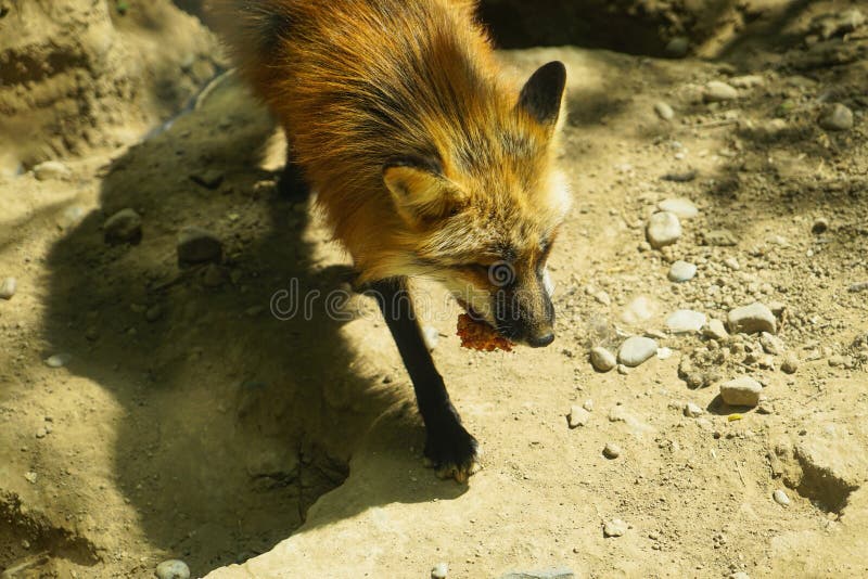 The Fox Bites a Piece of Meat Stock Photo - Image of young, cute: 182128036