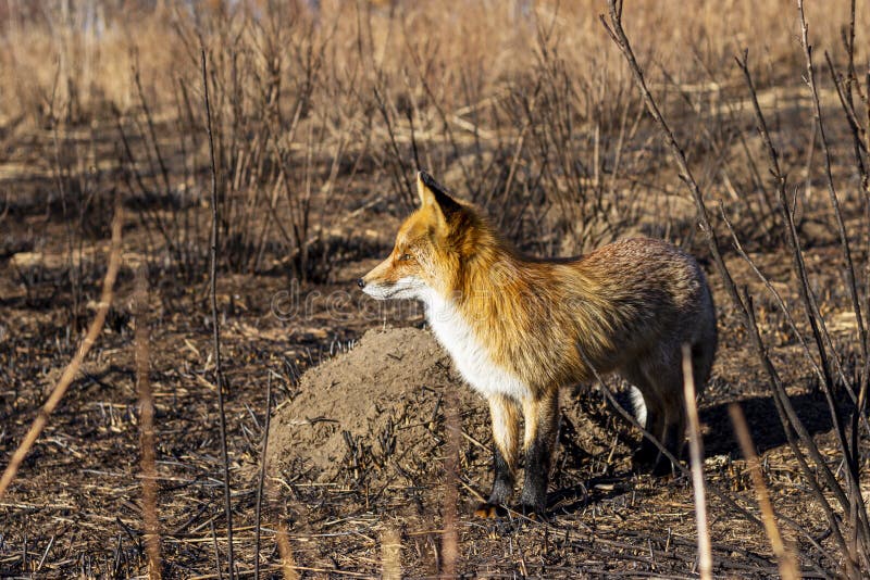 A Fox in a Burnt Meadow after a Forest Fire Stock Image - Image of ...