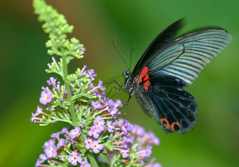 Fox butterfly stock photo. Image of fragility, perfection - 9988054