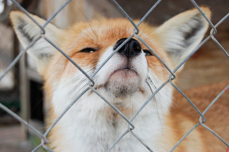 A fox is in a cage stock photo. Image of nature, sniffing - 63646104