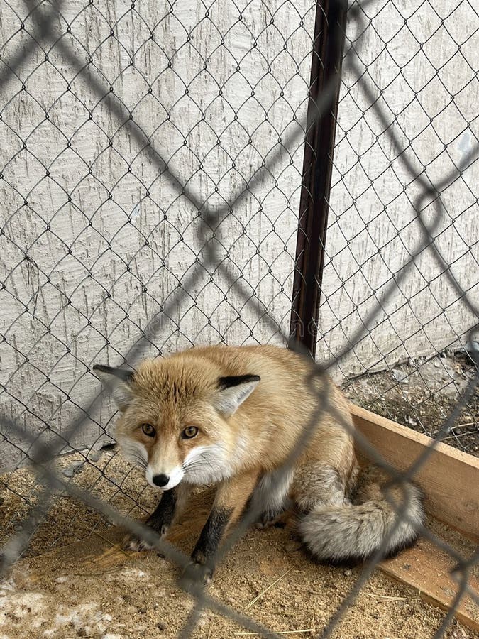 A Fox in a Cage. a Domestic Fox is Sitting in an Outdoor Enclosure ...