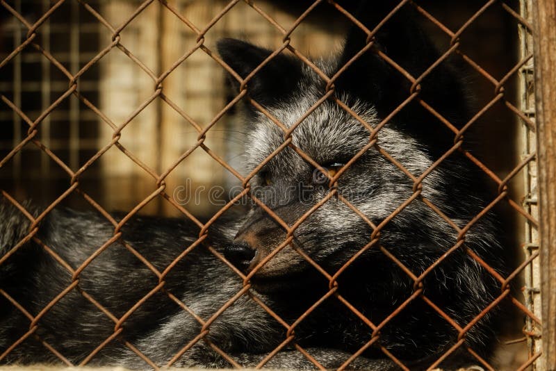 Fox in the Cage stock photo. Image of cruelty, mammal - 178893842