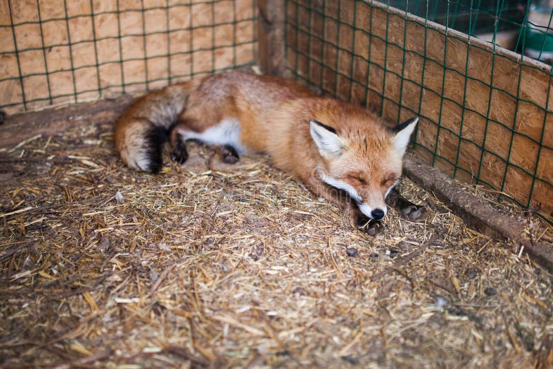 Fox in a Cage stock image. Image of cage, prison, border - 92067281