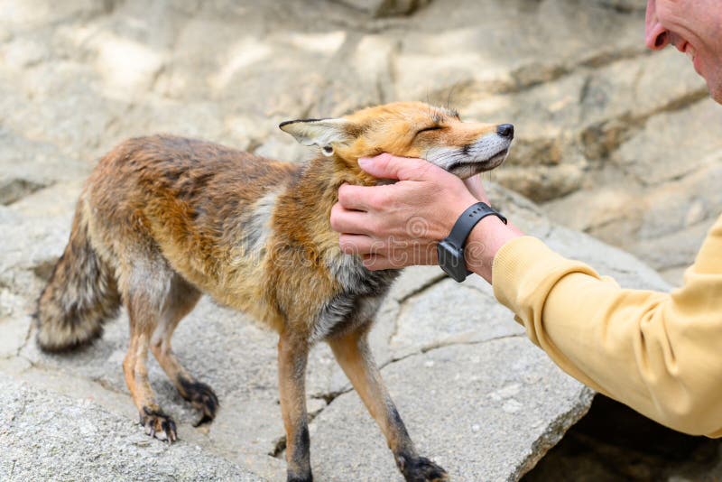 A Fox in Captivity Enjoys Being Petted by a Human Being Stock Photo ...