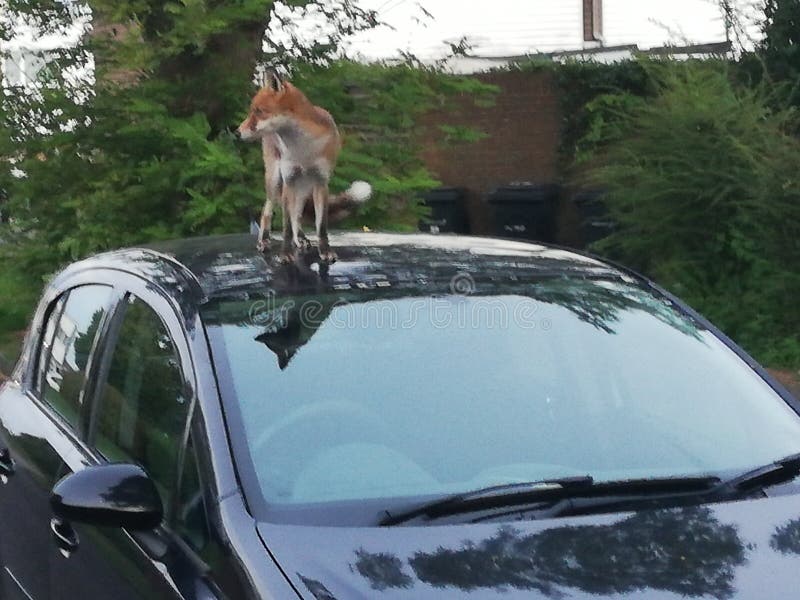 Fox on car stock photo. Image of roof, unusual, cool - 157160748