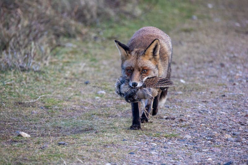 Fox Carrying a Caught Bird in Its Mouth Stock Image - Image of bird ...