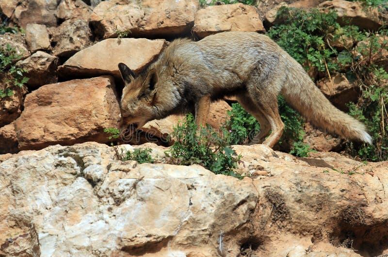 The Fox stock image. Image of flora, hunter, stone, mammal - 32706315
