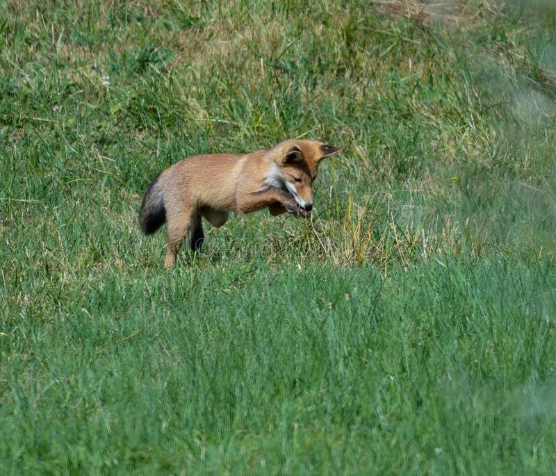 Fox Catching Prey in Tall Grass Stock Image - Image of hunt, nature ...