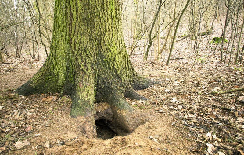 Cave in an old tree stock image. Image of hole, home - 186069533