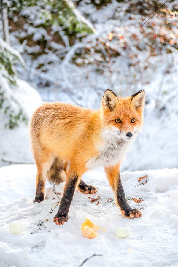 Fox and cheese stock image. Image of eyes, forest, snow - 127569419