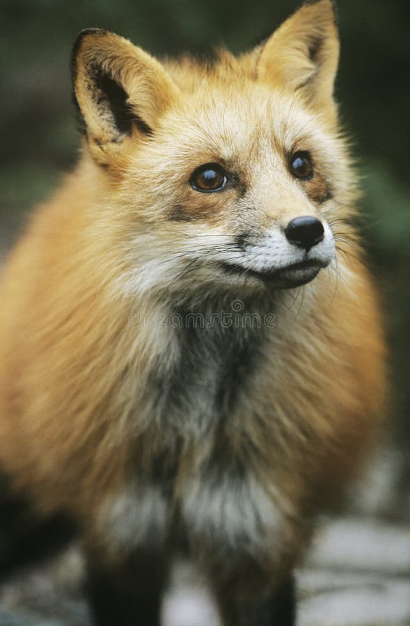 Fox close-up stock photo. Image of outdoors, wild, nature - 30846038