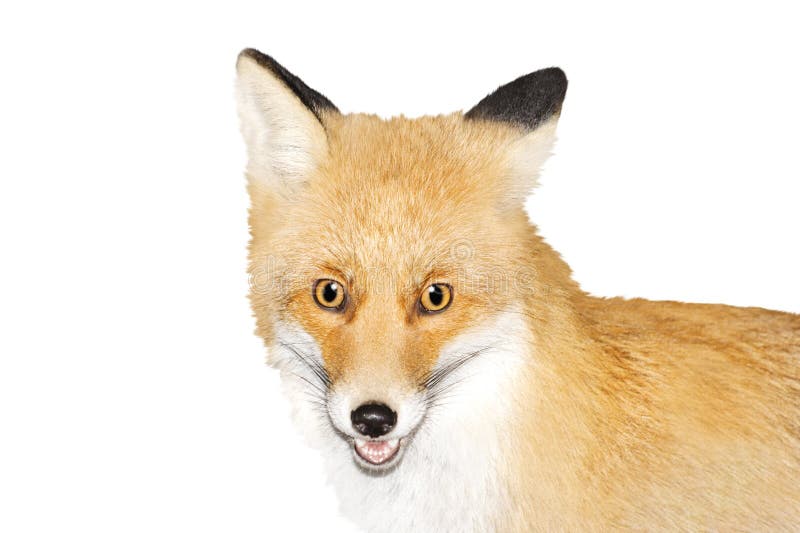 Fox Close Up Portrait Isolated on White Stock Photo - Image of hunt ...