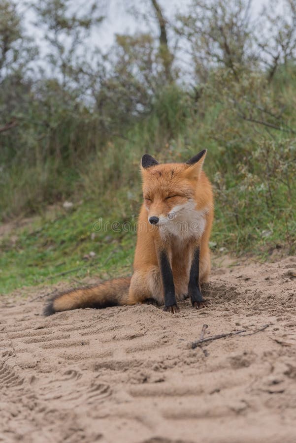 Fox close-up stock photo. Image of carnivore, green, europe - 89530850