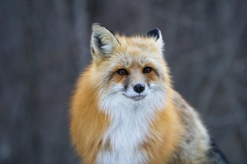 Fox Close Up stock image. Image of snow, wildlife, protect - 215015589