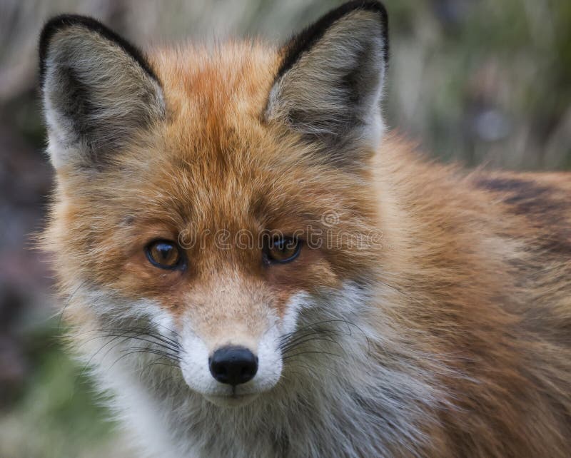 Fox stock image. Image of fury, fluffy, cute, foxes, head - 79251989