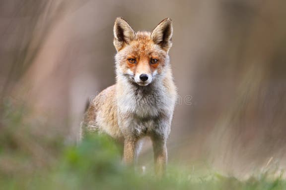 Fox in countryside stock photo. Image of single, looking - 24282352