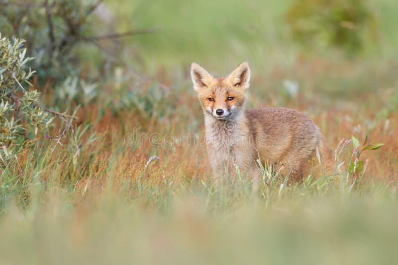 Fox in countryside stock image. Image of looking, wildlife - 25830119
