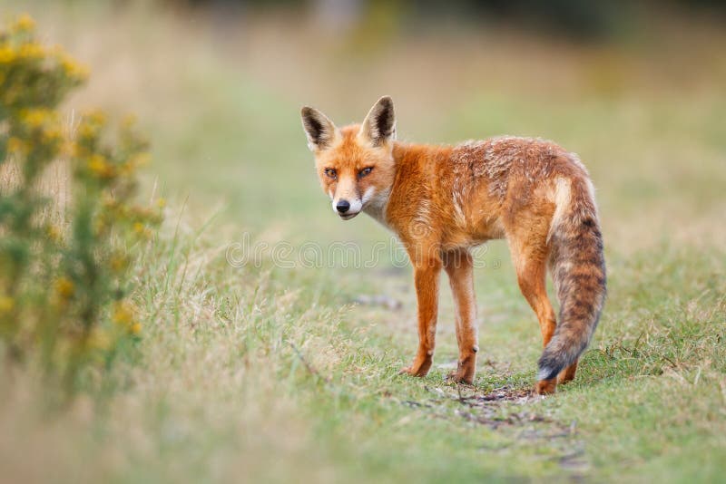 Fox in countryside stock image. Image of rural, green - 26465623