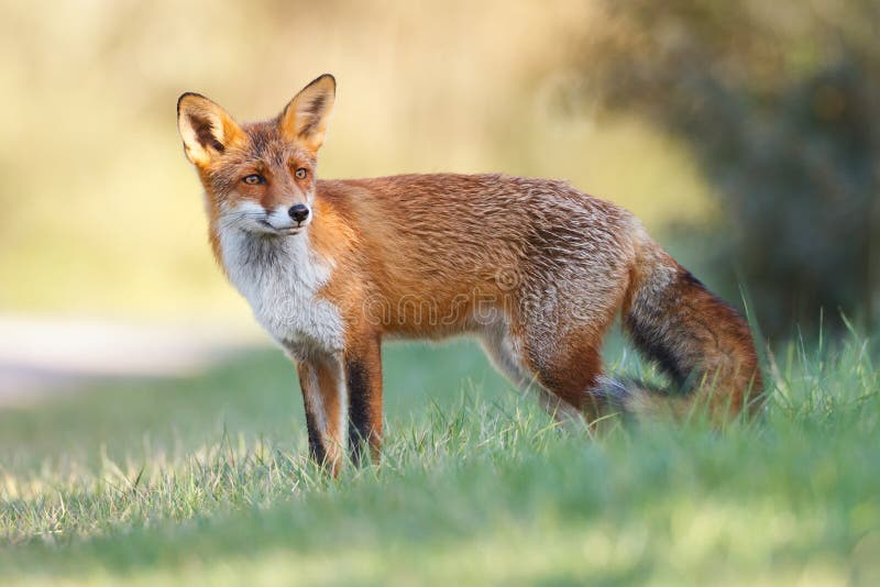 583 Fox Side View Photos - Free & Royalty-Free Stock Photos from Dreamstime