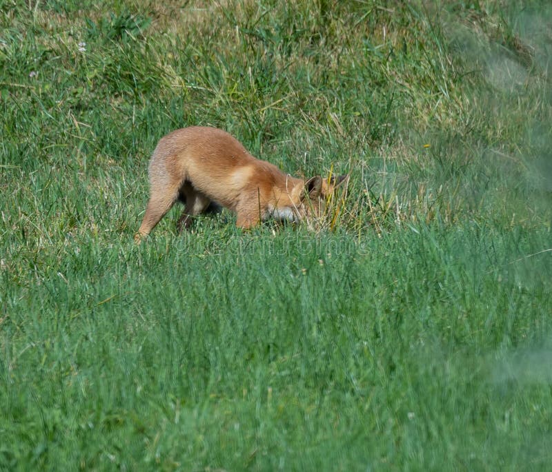 Fox in countryside field stock image. Image of view - 333101653