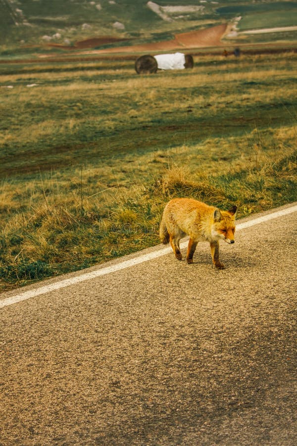 A fox crossing a road stock image. Image of highland - 58804739
