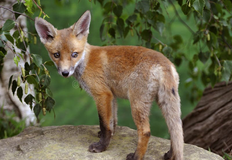 Fox Cub stock photo. Image of eyes, bushy, tail, standing - 23665960
