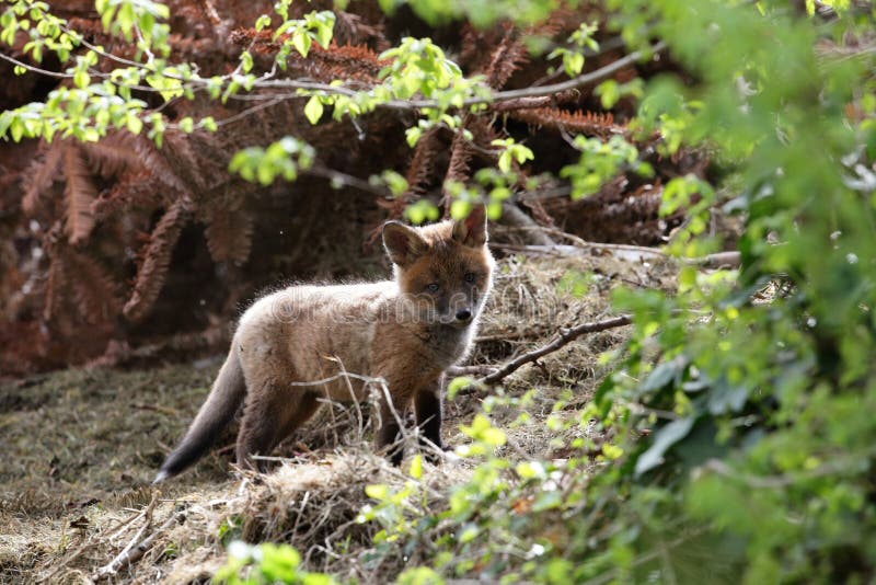 Fox cub. stock image. Image of cubs, wild, wildlife, canine - 24477243