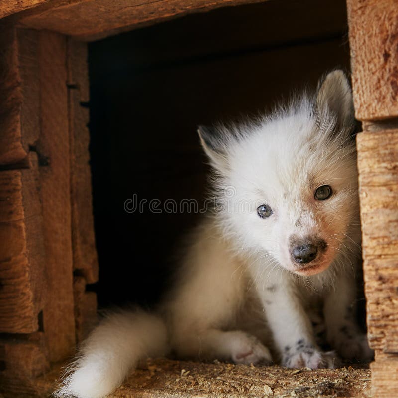 Fox cub in the cage stock photo. Image of predatory - 215042184