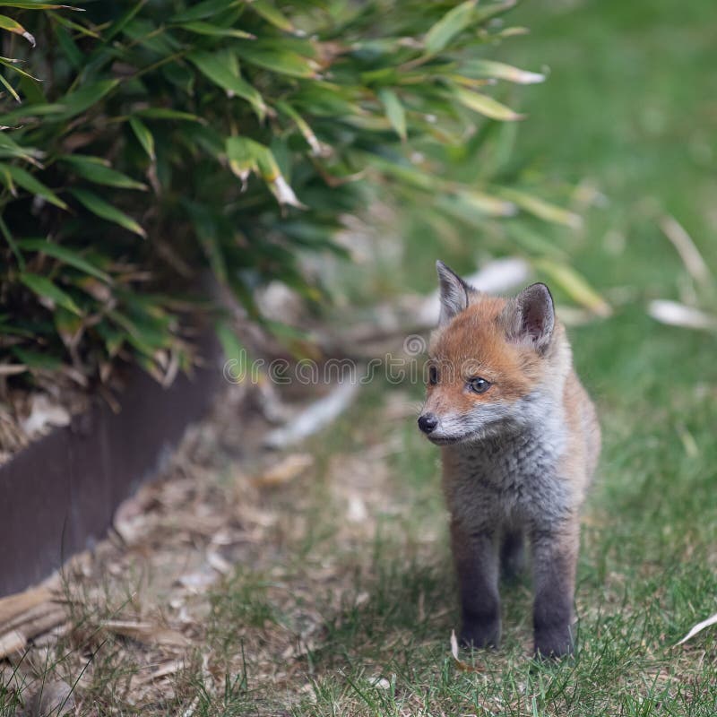 Fox cub exploring stock photo. Image of wild, baby, little - 220861236