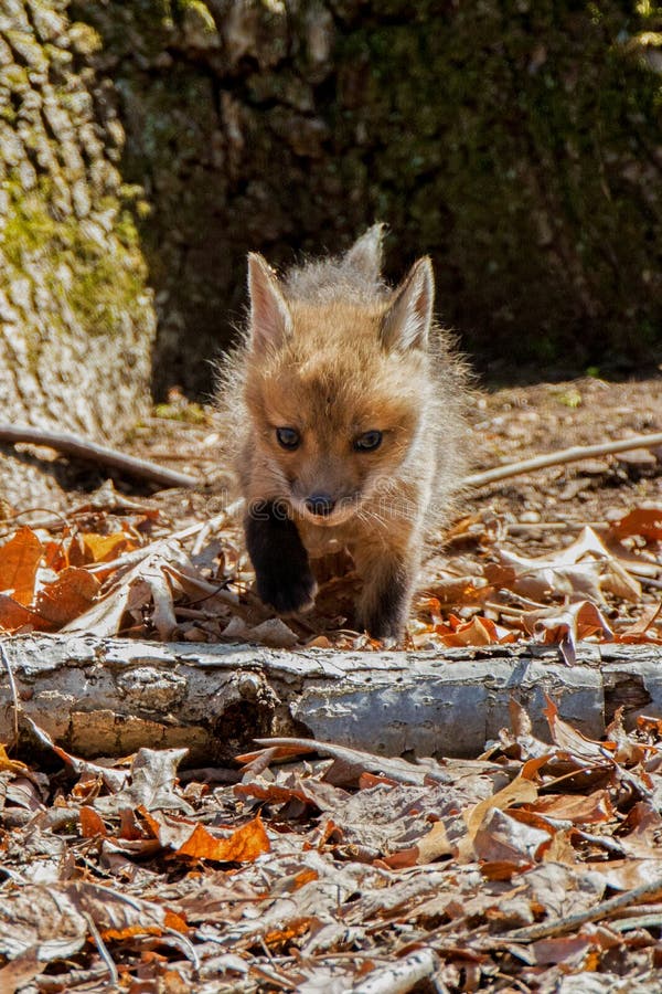 Fox Cub Front stock photo. Image of wildlife, mammal - 90932060
