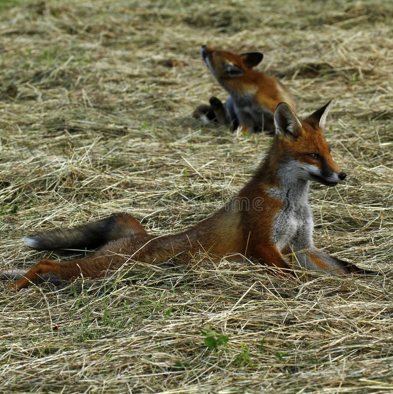 Fox Cub in a Hay Field stock photo. Image of mixture - 57266058