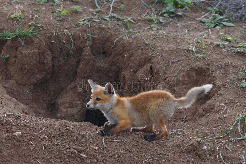 Fox Cub at the Moment of Jumping, Next To a Hole. Vulpes Vulpes Close ...