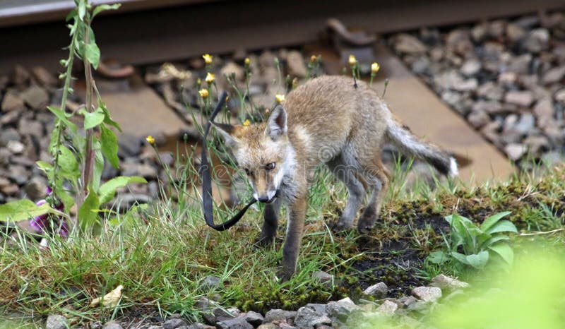 Fox Cub Playing by the Railway Stock Image - Image of north, attracting ...