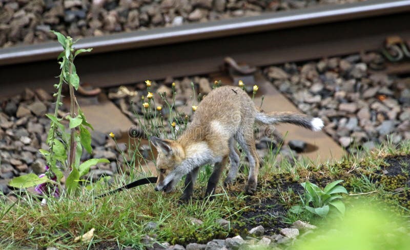 Fox Cub Playing by the Railway Stock Image - Image of cubs, protecting ...