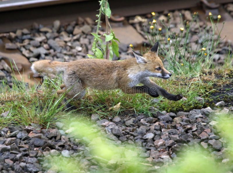 Fox Cub Playing by the Railway Stock Image - Image of avian, calling ...