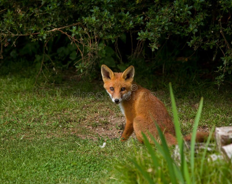 Fox Cub sitting stock photo. Image of countryside, urban - 14923698