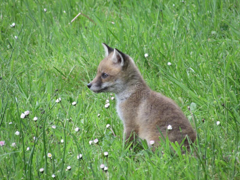 581 Baby Fox Cub Sitting Stock Photos - Free & Royalty-Free Stock ...