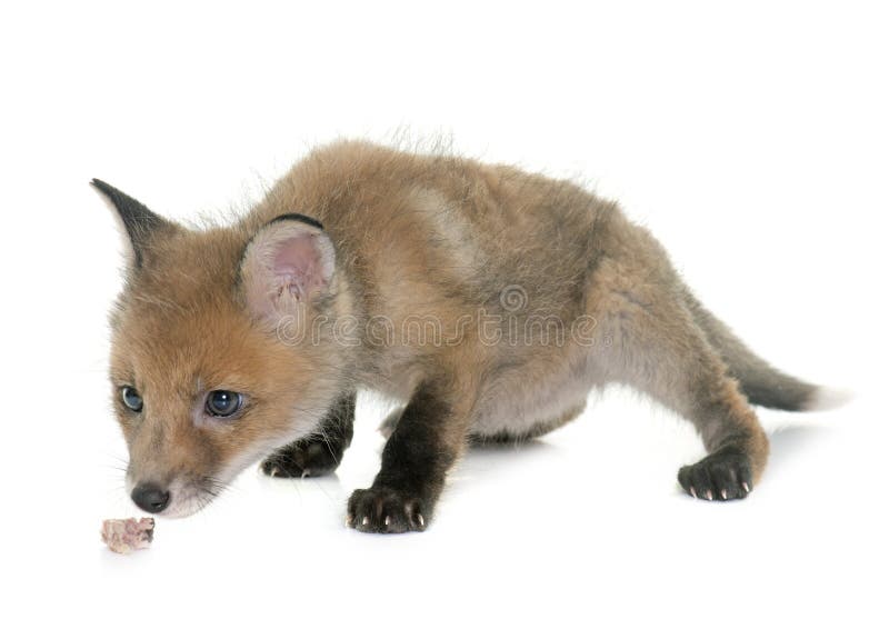 Fox Cub Eating Meat Stock Photos - Free & Royalty-Free Stock Photos ...