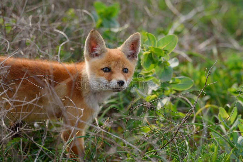 The Fox Cub is Standing in the Grass, Side View. Vulpes Vulpes Close Up ...