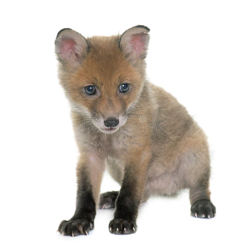 8,064 Fox Cub Stock Photos - Free & Royalty-Free Stock Photos from ...