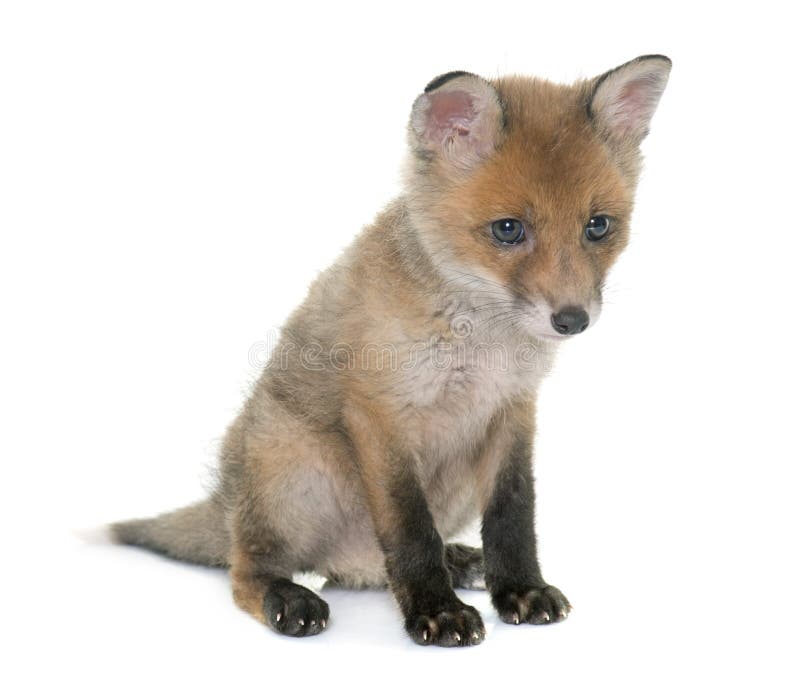 582 Baby Fox Cub Sitting Stock Photos - Free & Royalty-Free Stock ...