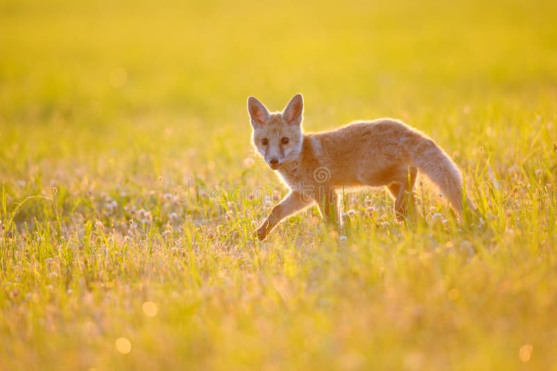 Fox cub on summer sunset stock image. Image of outdoor - 100019603