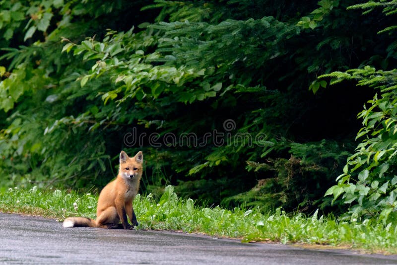 Fox cub waiting for diner stock photo. Image of wildlife - 44399110