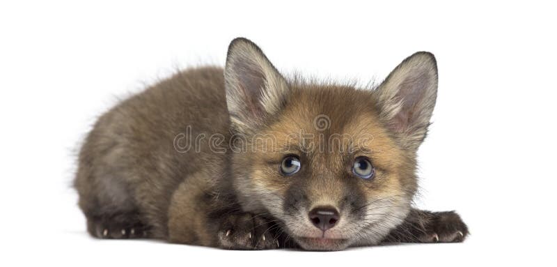 Fox Cub (7 Weeks Old) Lying Stock Photo - Image of vulpes, wildlife ...